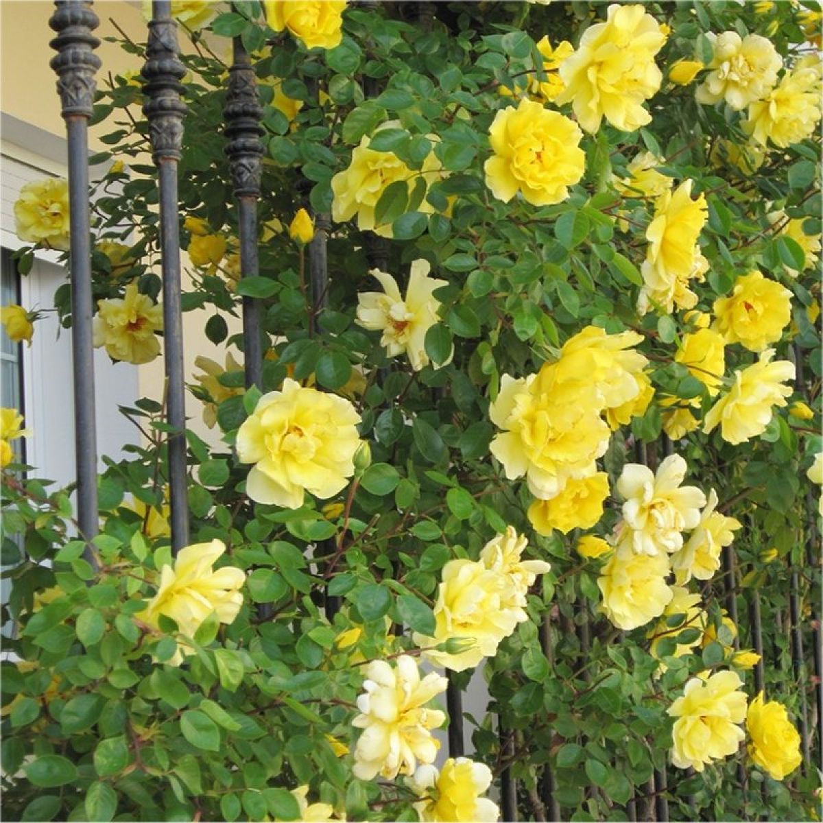 Lady Banks Climbing Rose Golden Showers Climbing Rose Gift | Send A ...