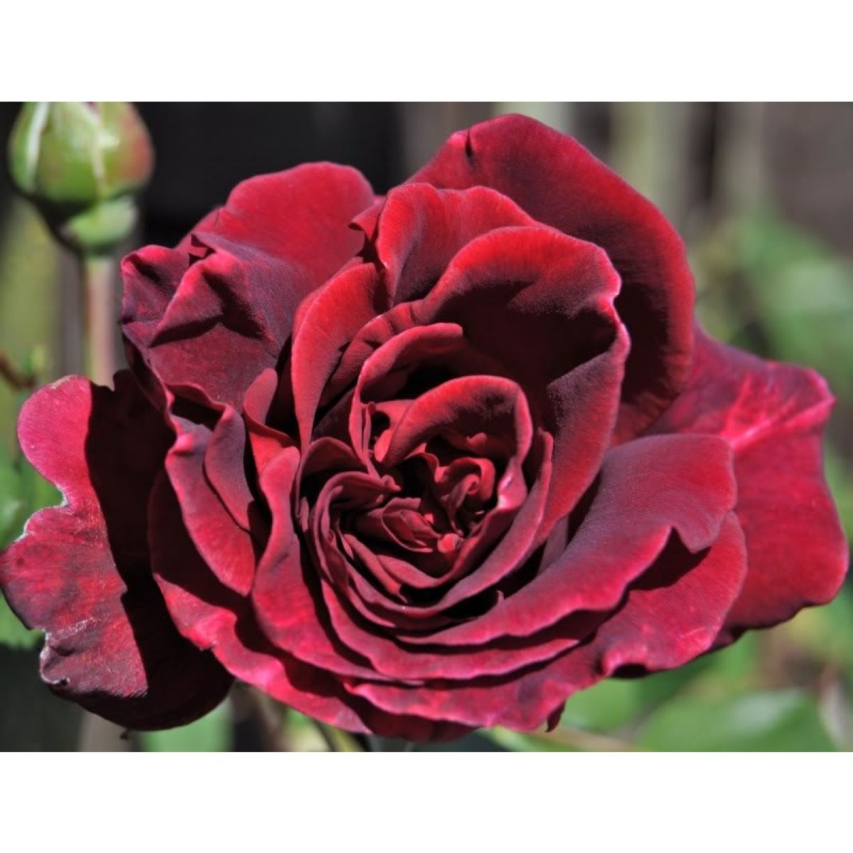 Hybrid Tea Rose Varieties