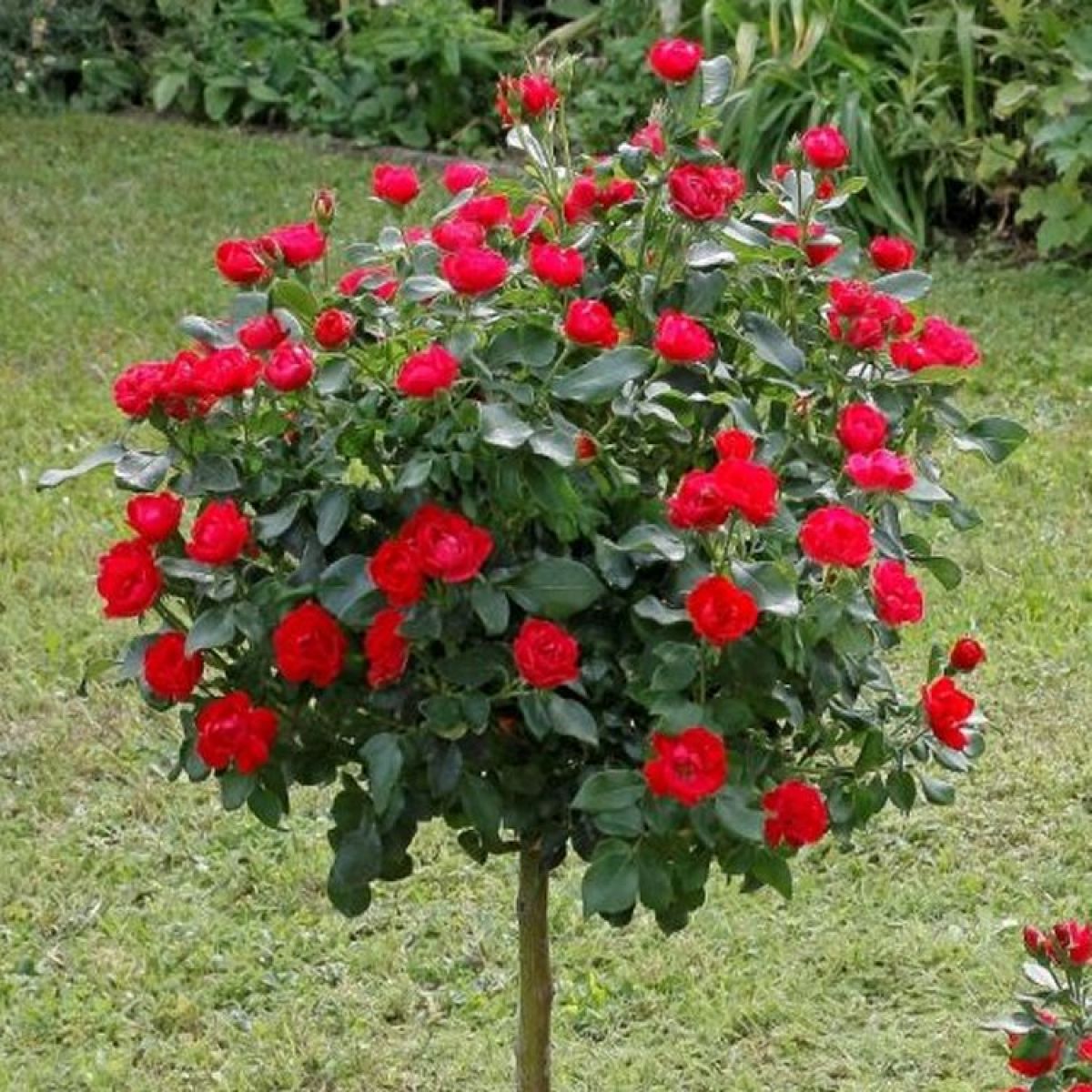 LARGE Standard Rose Tree - Nina Weibull