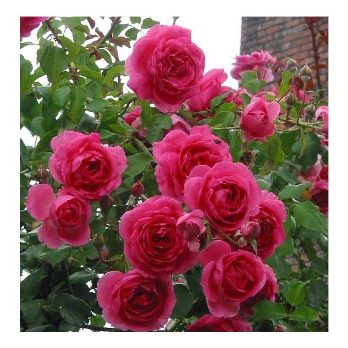 Climbing Rose Parade