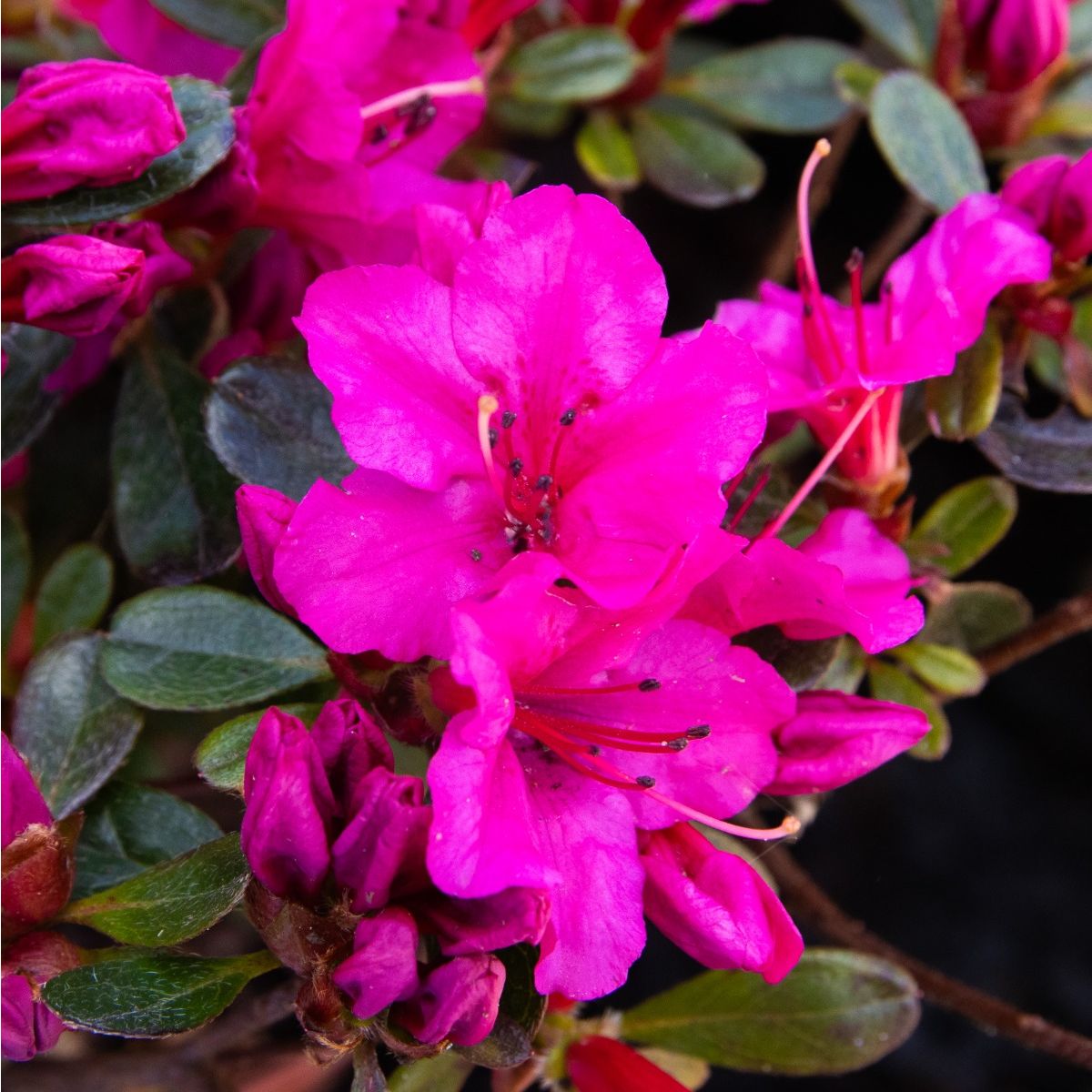 Azalea Japonica Agadir - Dwarf Japanese Rhododendron-Evergreen