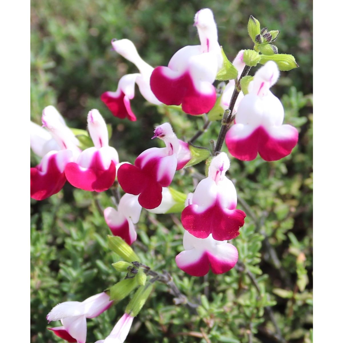 Salvia 'Cherry Lips'