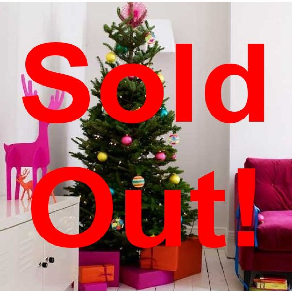 PRE-ORDER: Nordmann Fir Christmas Tree - Fresh Cut Non-Drop Luxury Tree ...