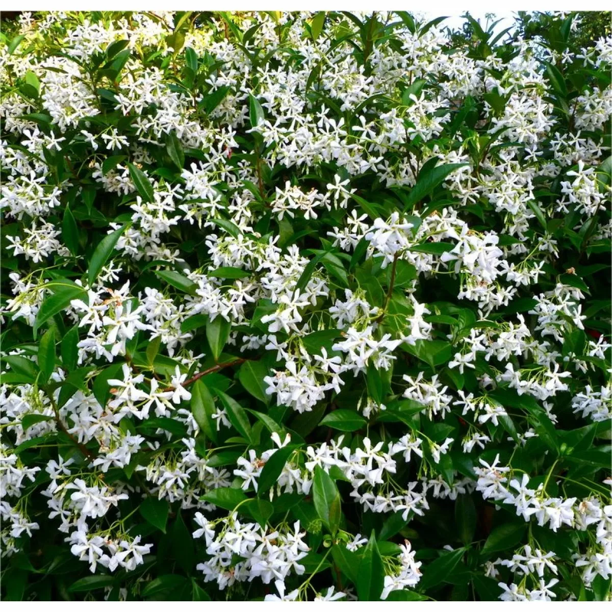 jasmine types uk