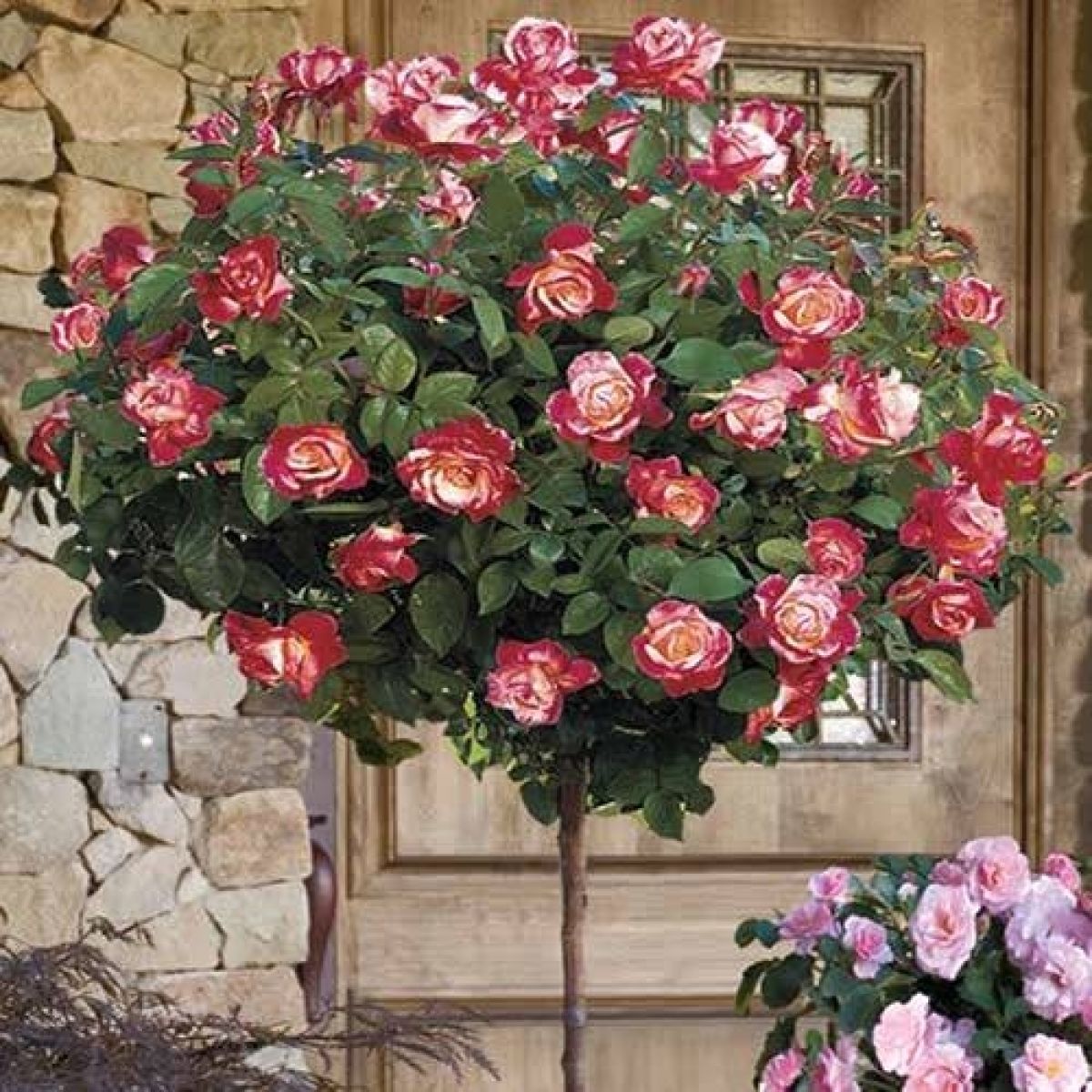 Large Bicolour Standard Rose Tree 'Hippy' - circa 130-150cms tall
