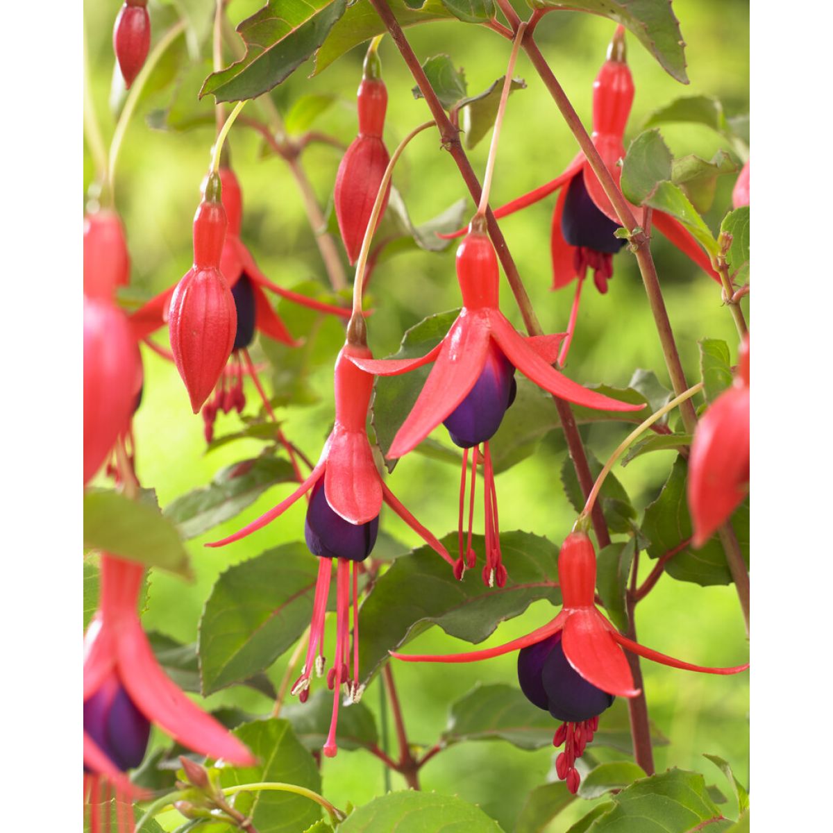 Fuchsia Mrs Popple