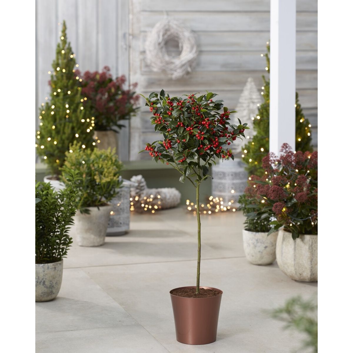 Holiday Plants With Holly Standard Holly Tree Gift Wrapped (2 Pack)