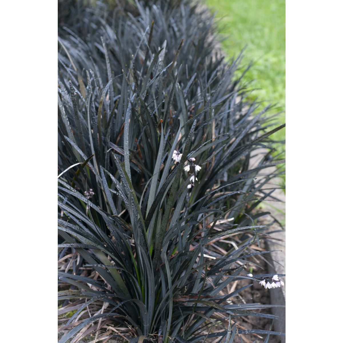 Ophiopogon Black Dragon