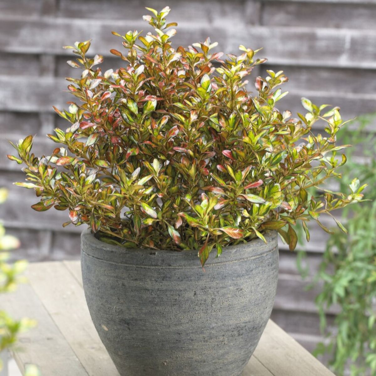 Coprosma Evening Glow