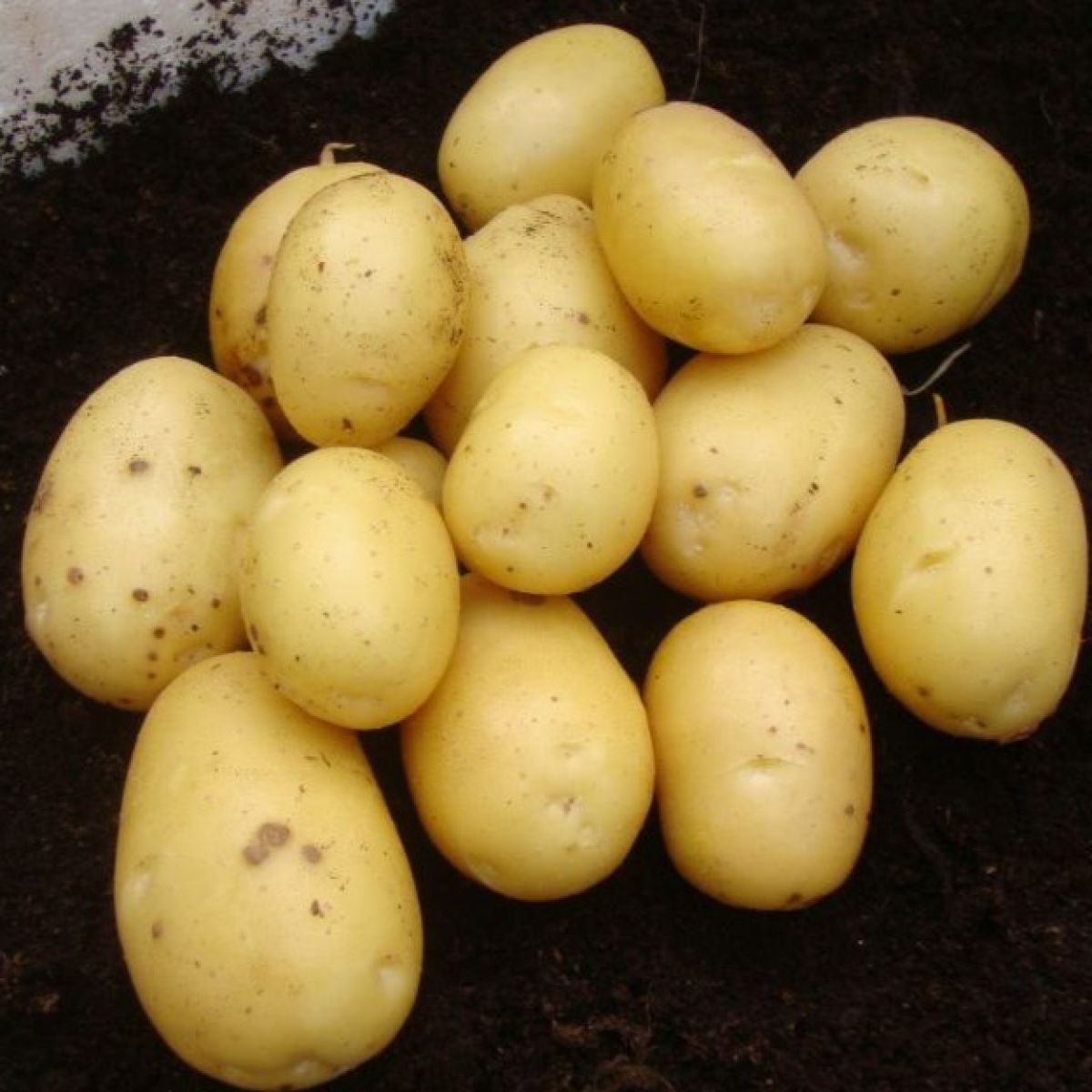 Vivaldi - Second Early Seed Potatoes - Pack of 10