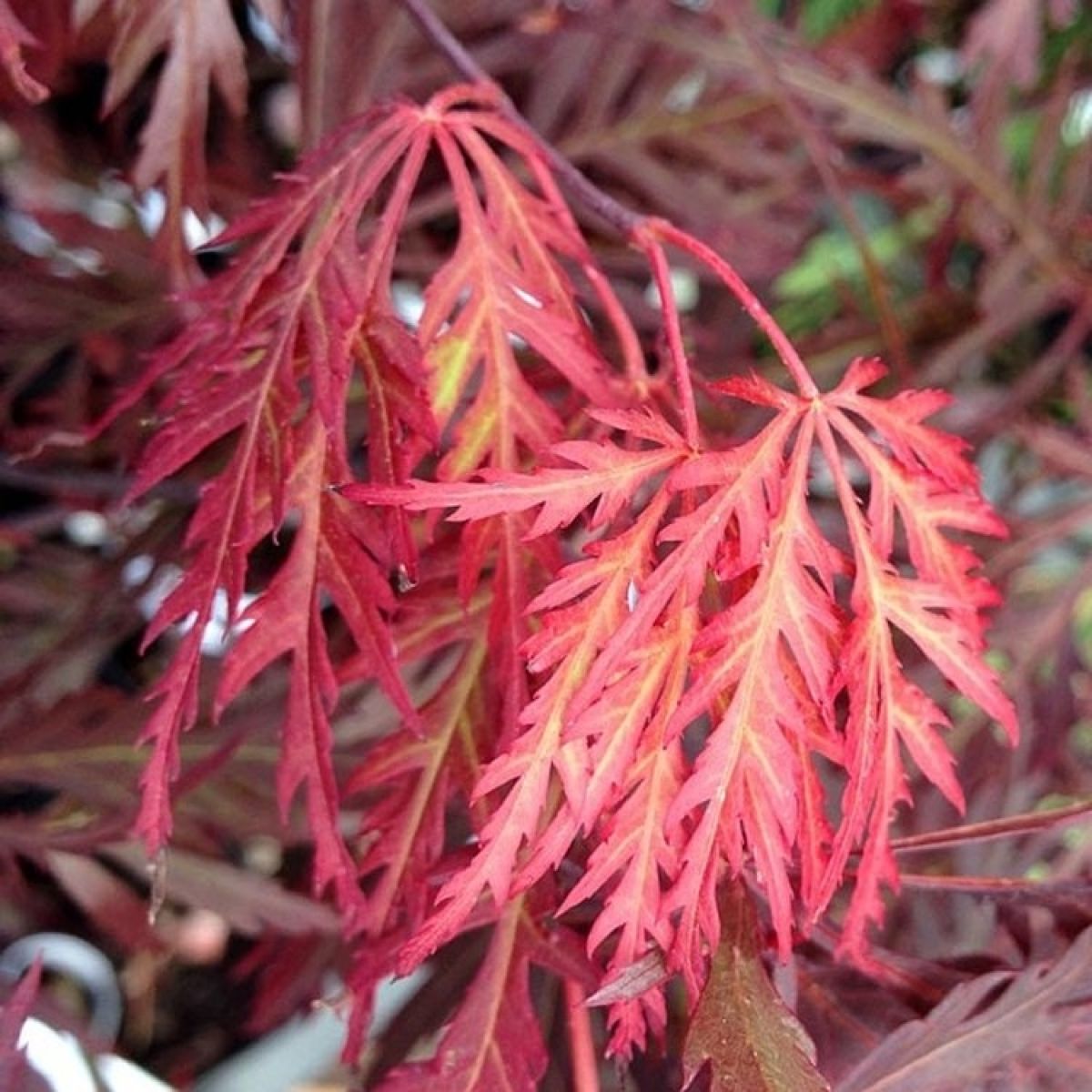 Weeping Japanese Maple Size Filigree Weeping Purple Acer Dissectum