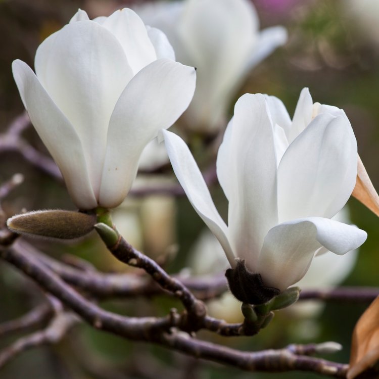 Magnolia Denudata Ancient Chinese Tulip Tree With Large White Flowers Ebay