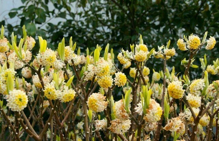 Edgeworthia chrysantha 'Nanjing Gold' - Paperbush