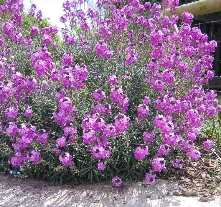 Erysimum Bowles Mauve - Perennial Wallflower - Pack of THREE in Bud & Bloom