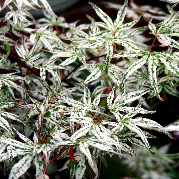 Acer palmatum Ukigumo - Japanese Maple