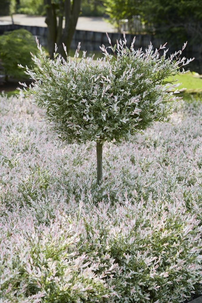 Salix integra Flamingo - Dappled Willow - Hakuro Nishiki