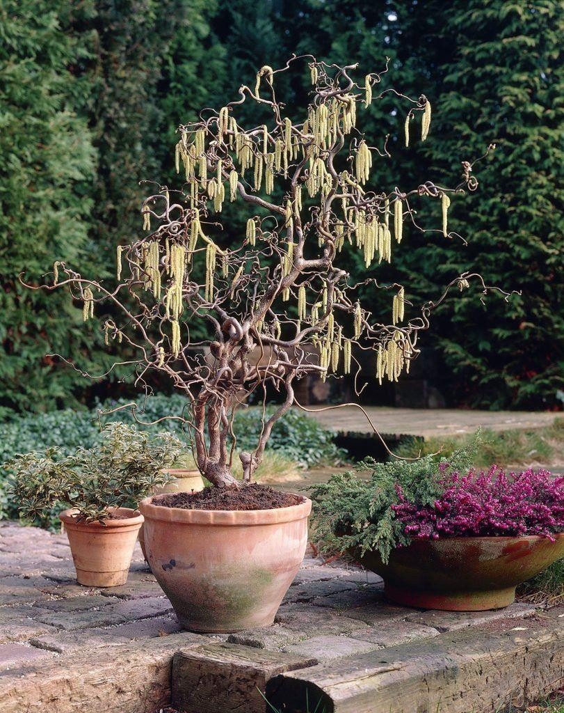 Corylus avellana Contorta - Large Corkscrew Hazel