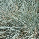 Ornamental Grasses