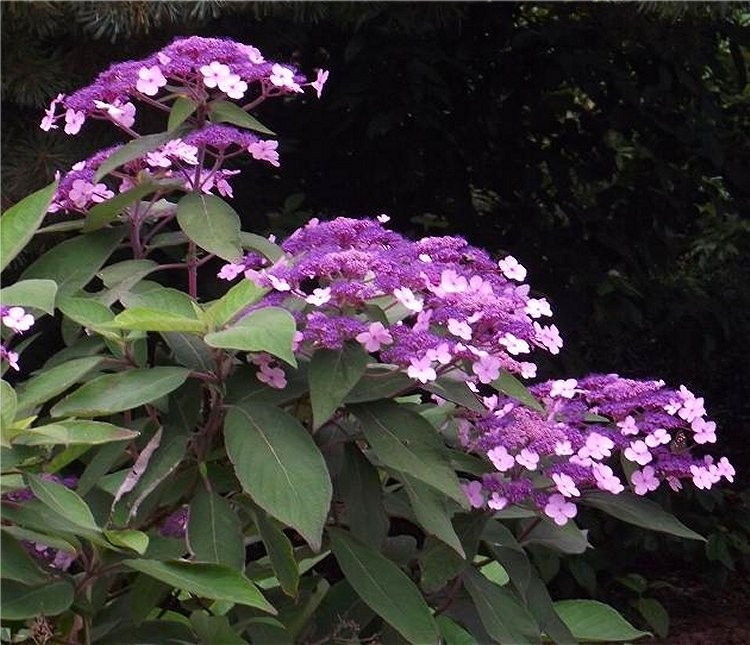 Hydrangea aspera Velvet & Lace - LARGE Sargent Hydrangea Plant