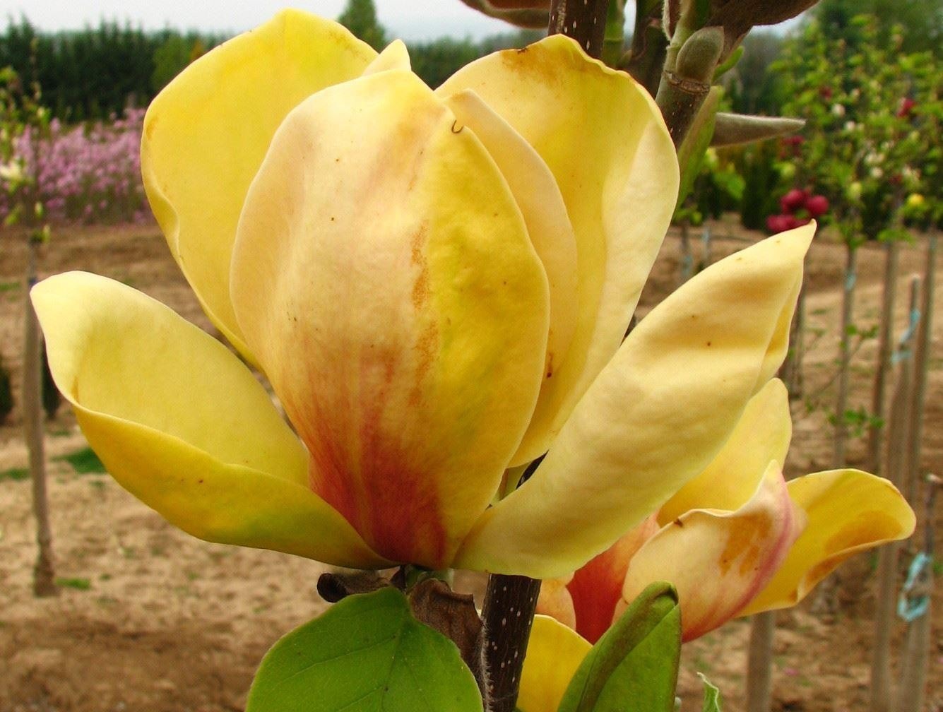 Magnolia Sunsation - New, Rare Tulip Tree with Golden Blushed Flowers