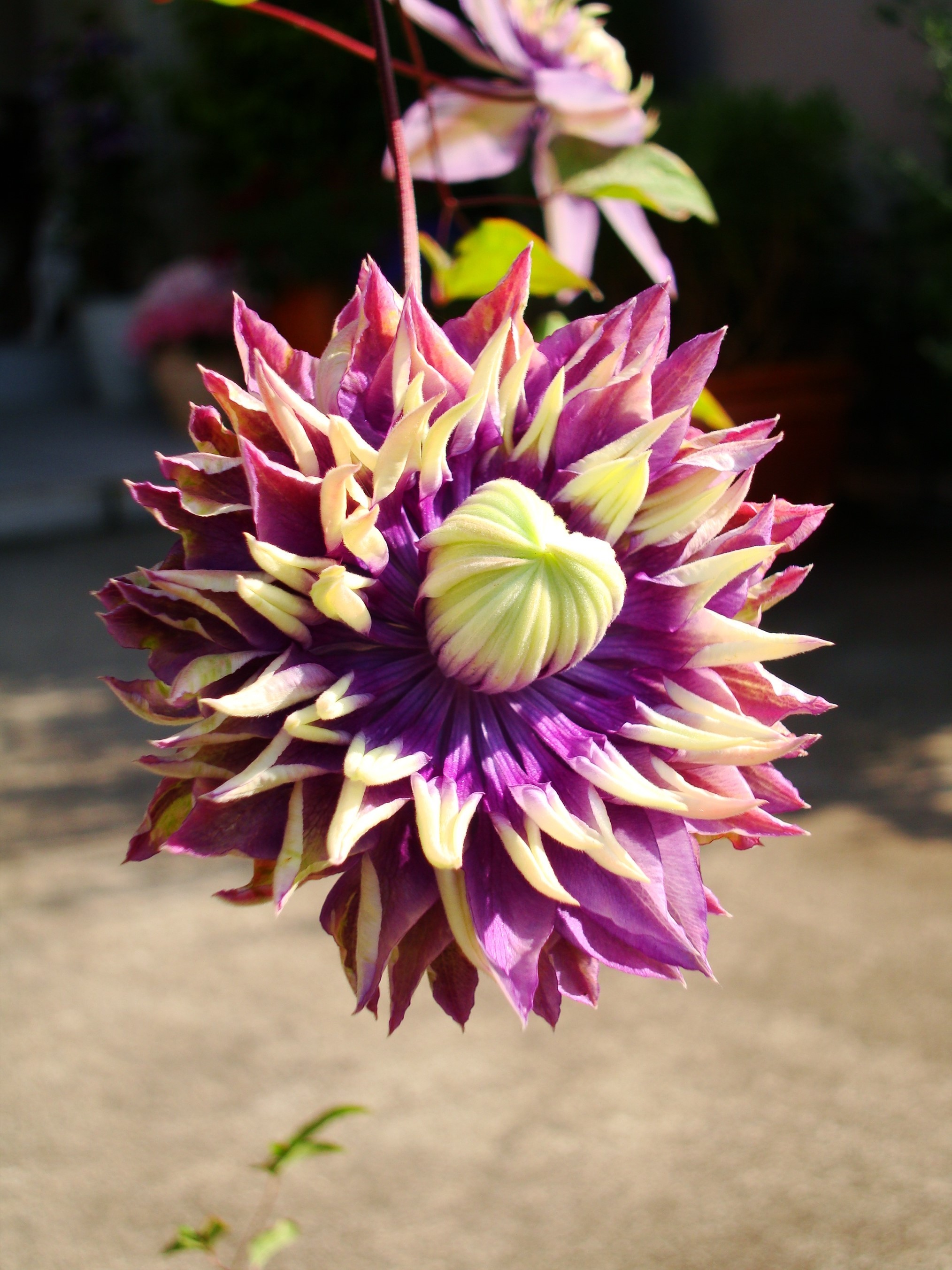 Clematis Taiga - Stunning Brand New & Exclusive Taiga Clematis - In ...