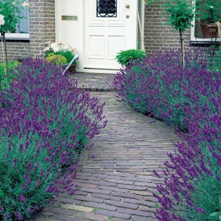 Lavandula angustifolia - English Lavender Pack of 5 Plants