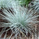 Ornamental Grasses