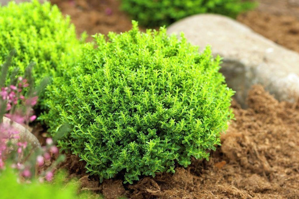 SPECIAL DEAL - Hebe Emerald Green Globe - Pack of THREE Plants