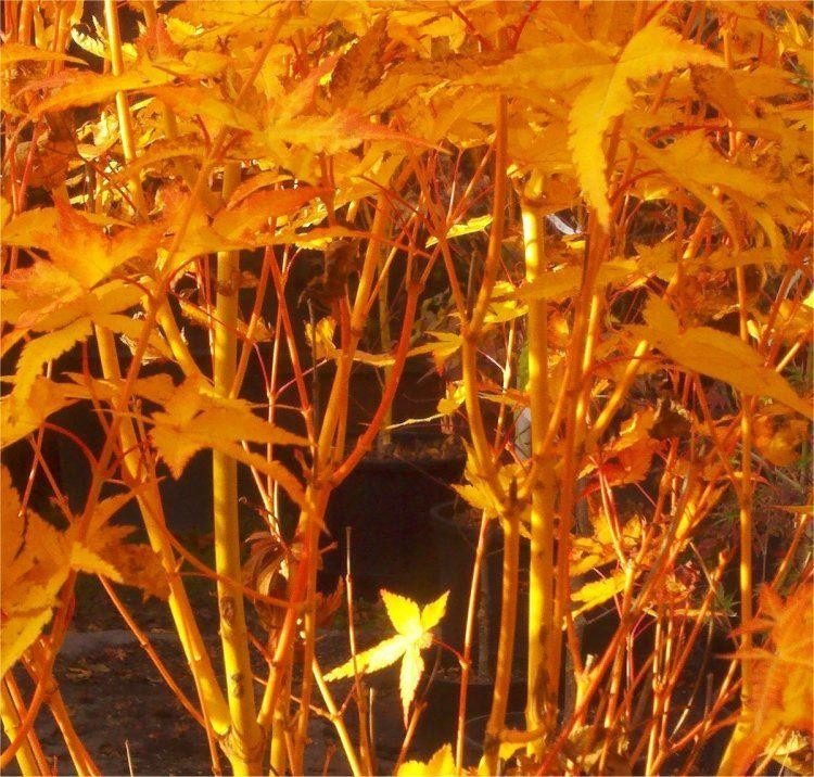 Acer palmatum Bihou - Bi Ho Golden Bark Japanese Maple - Fantastic Year ...