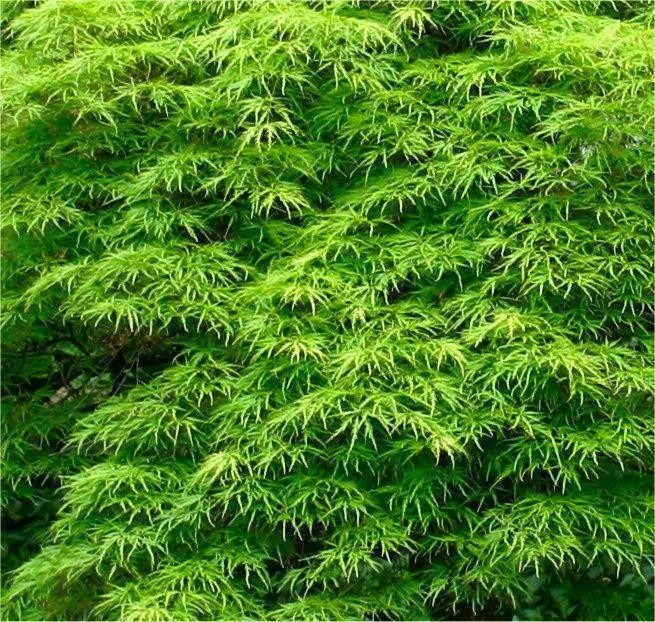 Large Acer Japanese Maple Tree - Emerald Lace