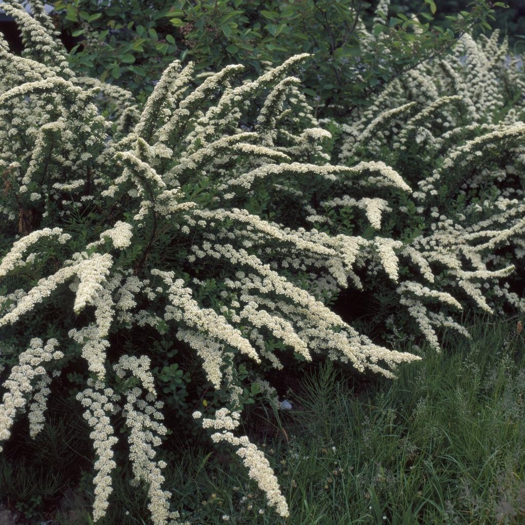 Spirea nipponica Snowmound - Snow mound Spiraea