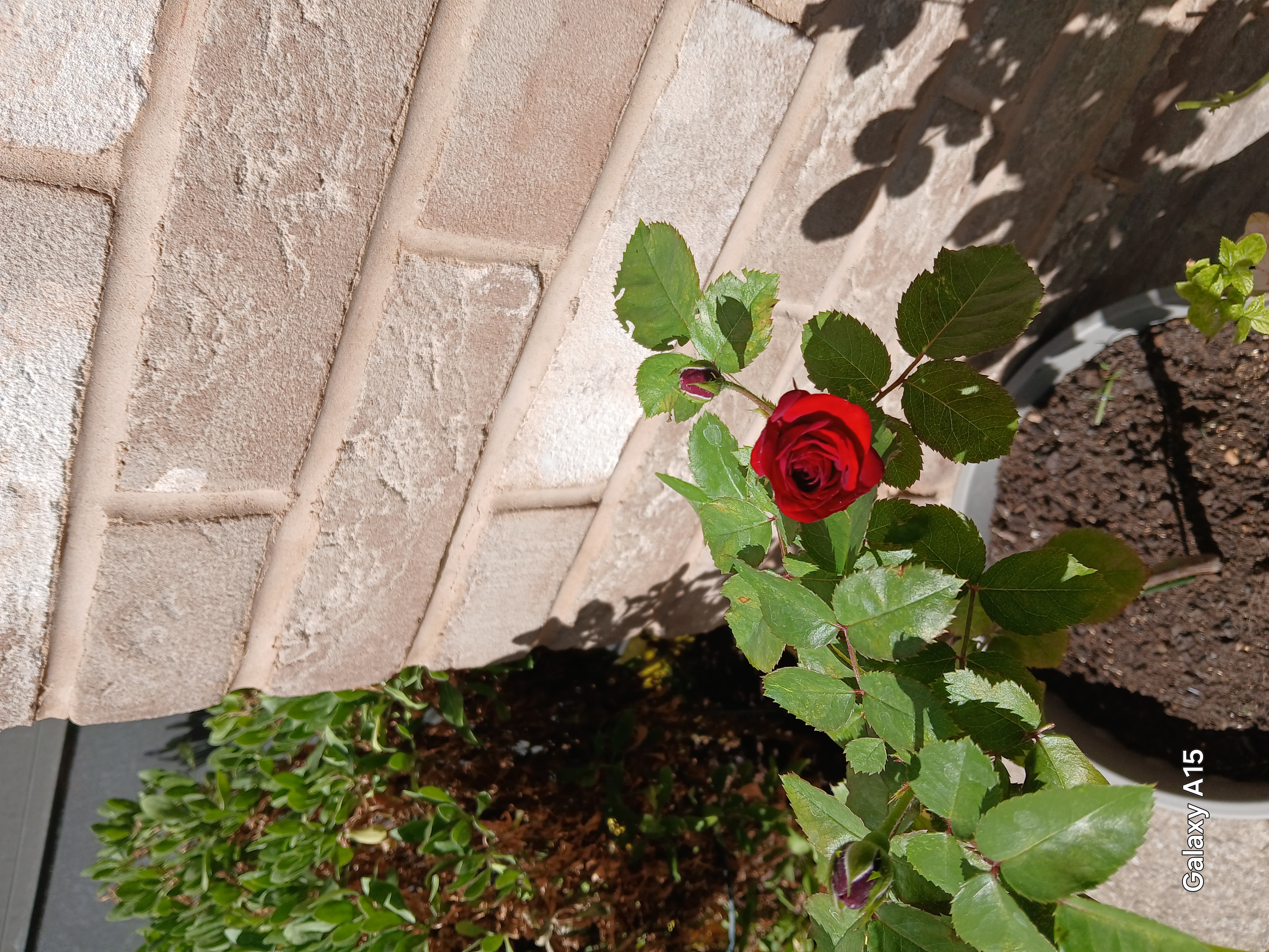 Patio Standard Rose Tree - Lucky Dip of Colour!