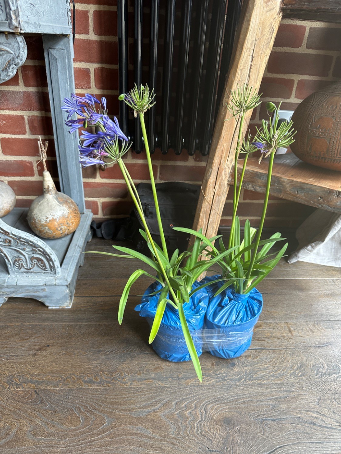 Agapanthus Charlotte - Hardy Blue Nile Lily