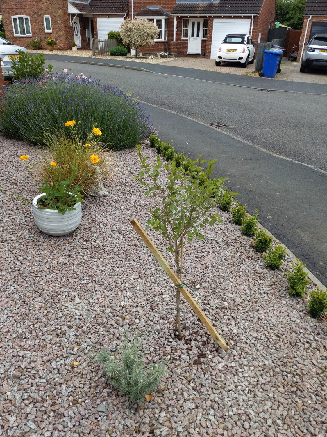 Dwarf Korean Lilac Tree - Syringa Palibin - PATIO Standard Tree - Circa ...