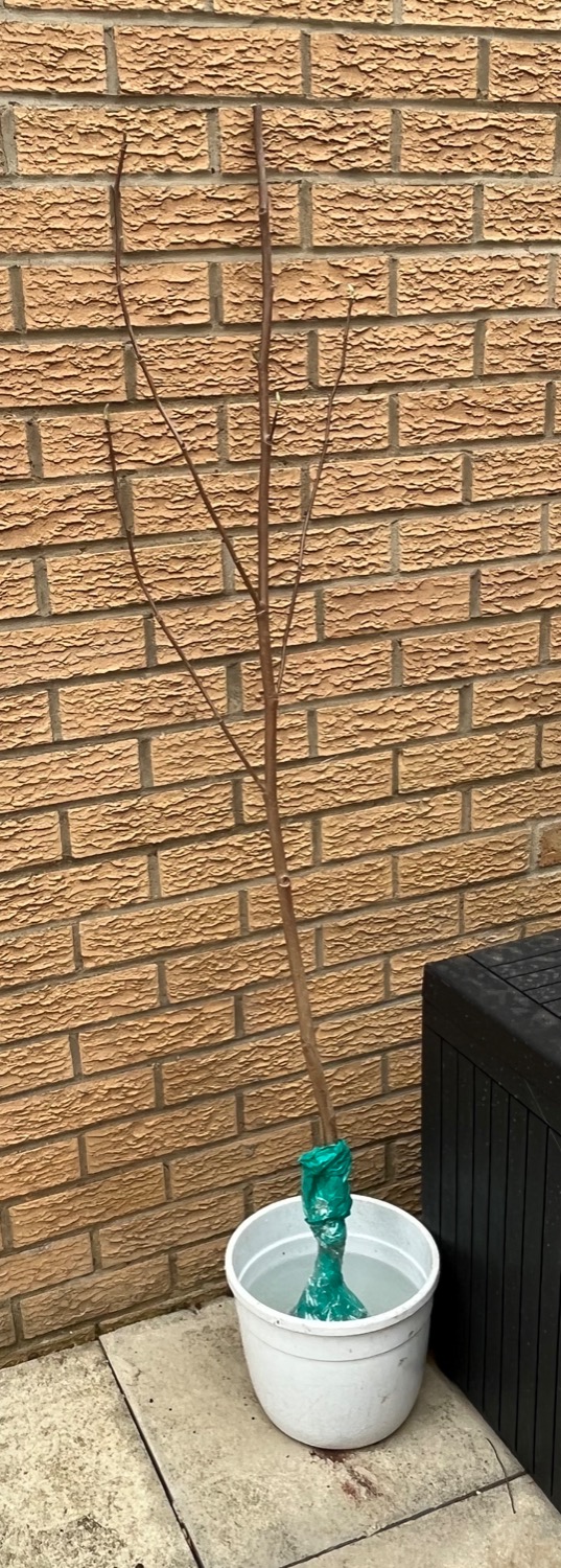 Large circa 5-6ft Magnolia Rustica Rubra - Tulip Tree