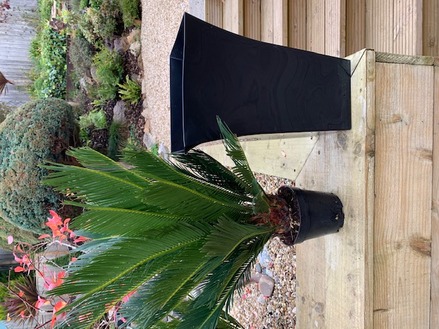 Pair of King Sago Palm Trees - Cycad - Cycas revoluta 50-60cm with ...