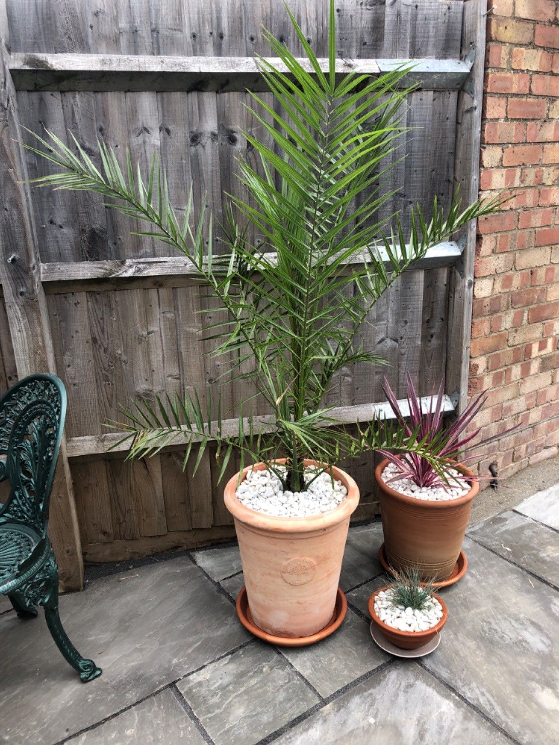 Giant Phoenix canariensis - Canary Island Date Palm - LARGE circa 5-6ft ...