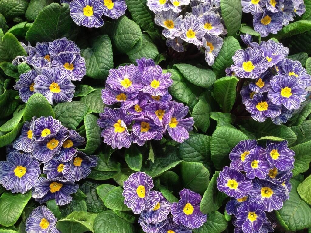 Primrose Blue Zebra - Zebra Blue Primula Plants