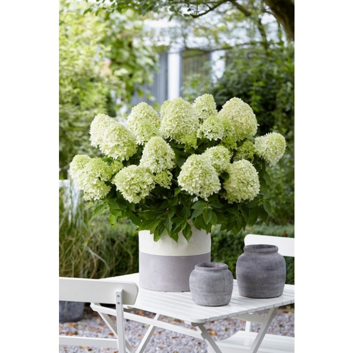 Hydrangea paniculata 'Little Spooky'