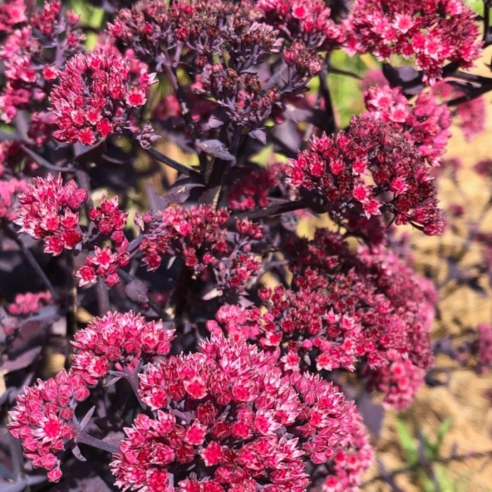 Sedum 'Mojave Jewels Ruby'