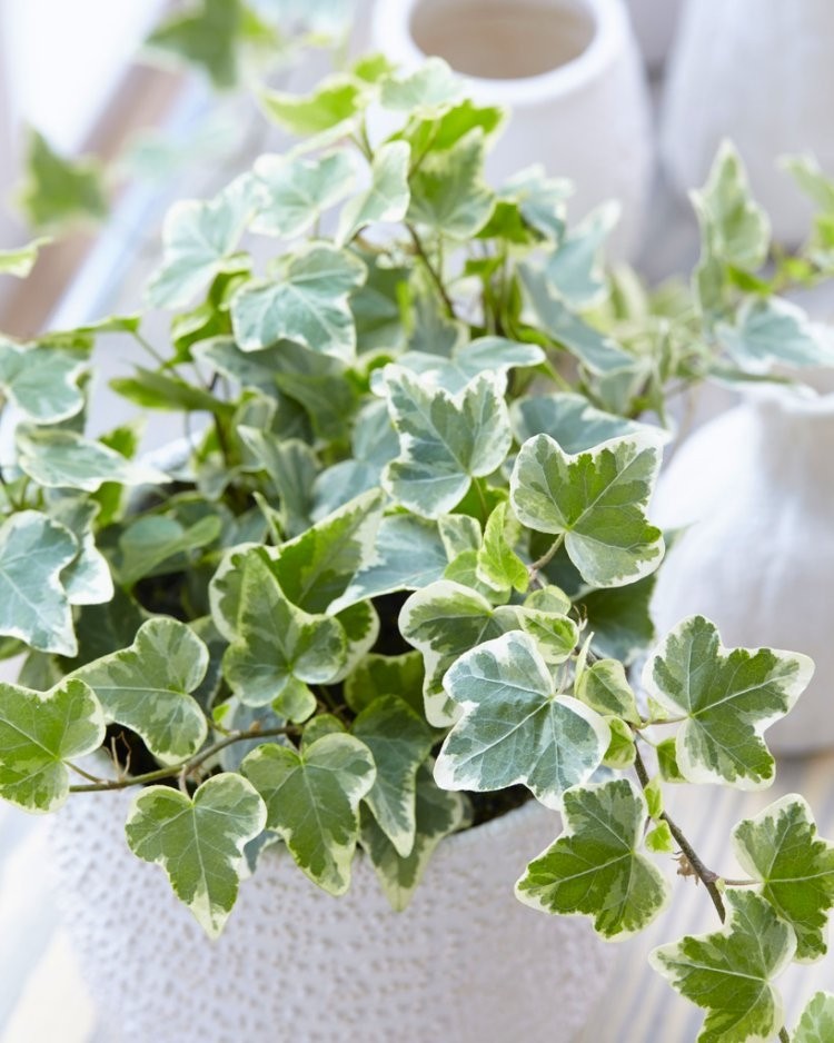Trailing Variegated Ivy - Pack of 5 Hedera Plants