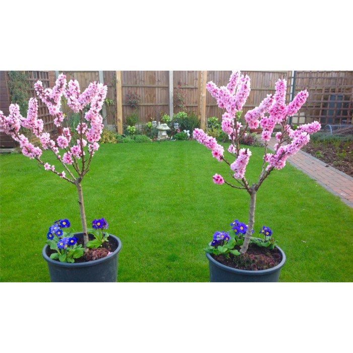 Crimson Bonfire - Red leaf Patio Peach Tree - Amazing Red leaved ...