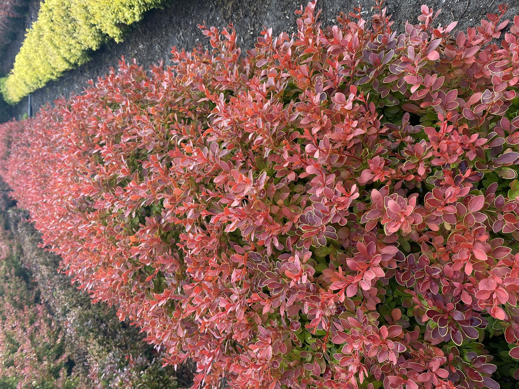 Berberis thunbergii 'Maja' Coral