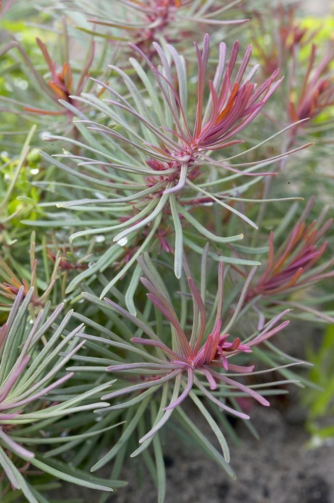 Euphorbia cyparissias 'Fens Ruby'