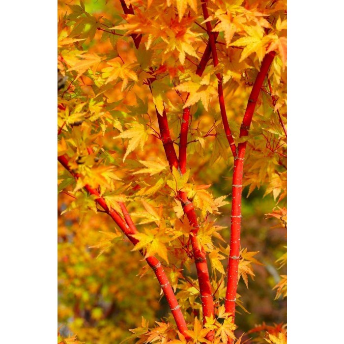 Acer palmatum Sango Kaku - Coral Bark Maple - Large circa 140cm Specimen