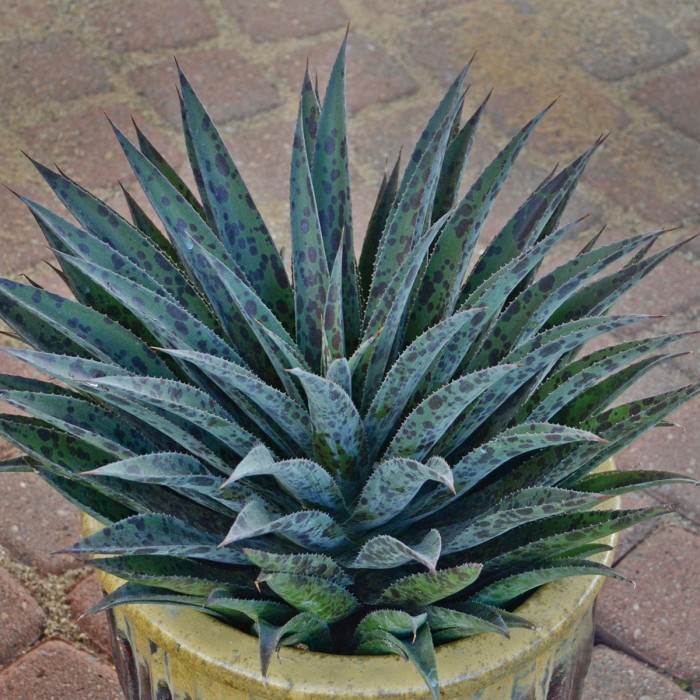 Mangave Pineapple Express