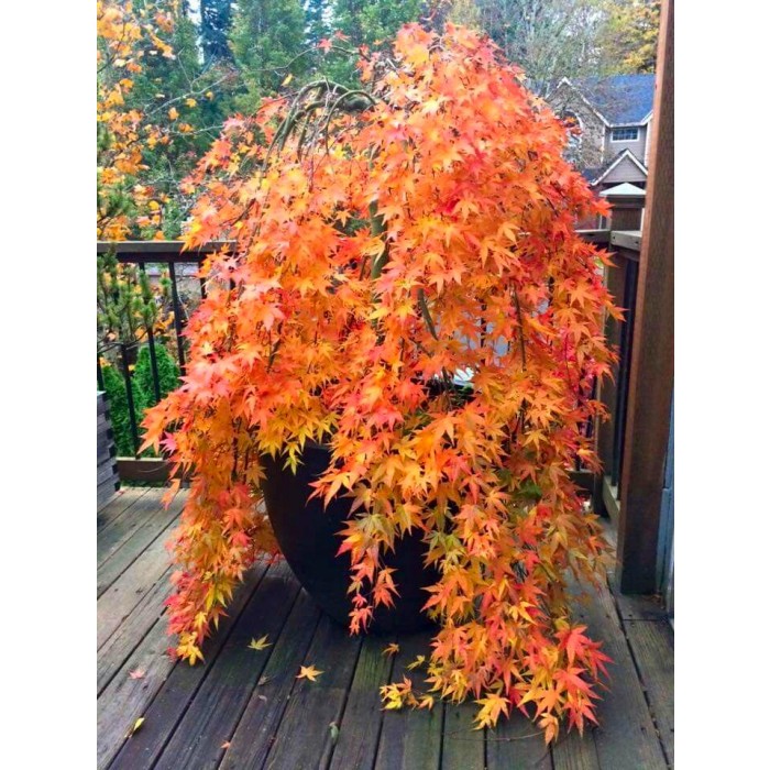 Acer palmatum Cascade Gold - Golden Foliage Weeping Waterfall Japanese ...