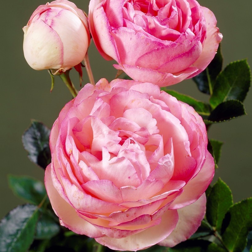 Large 6-7ft Specimen Climbing Rose - Eden Rose