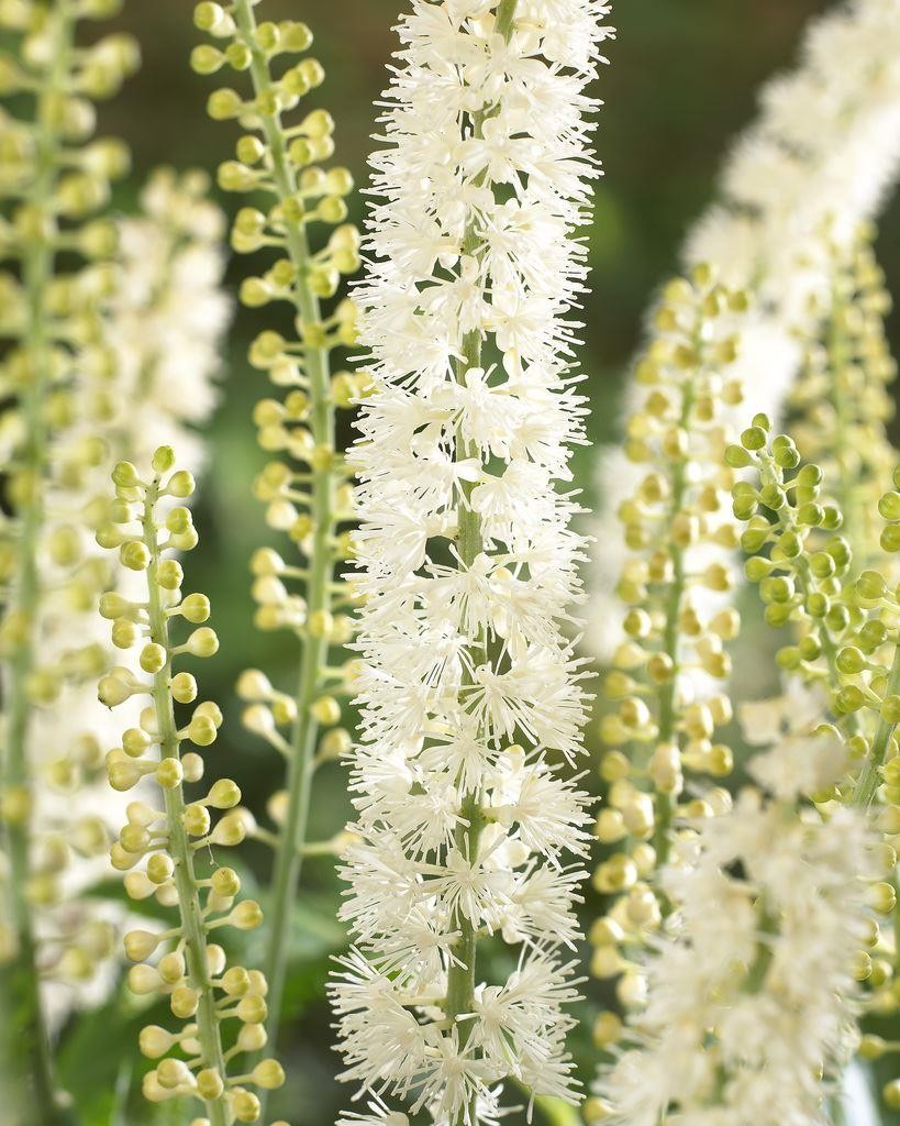 Actaea matsumurae 'White Pearl' (Cimicifuga simplex White Pearl)