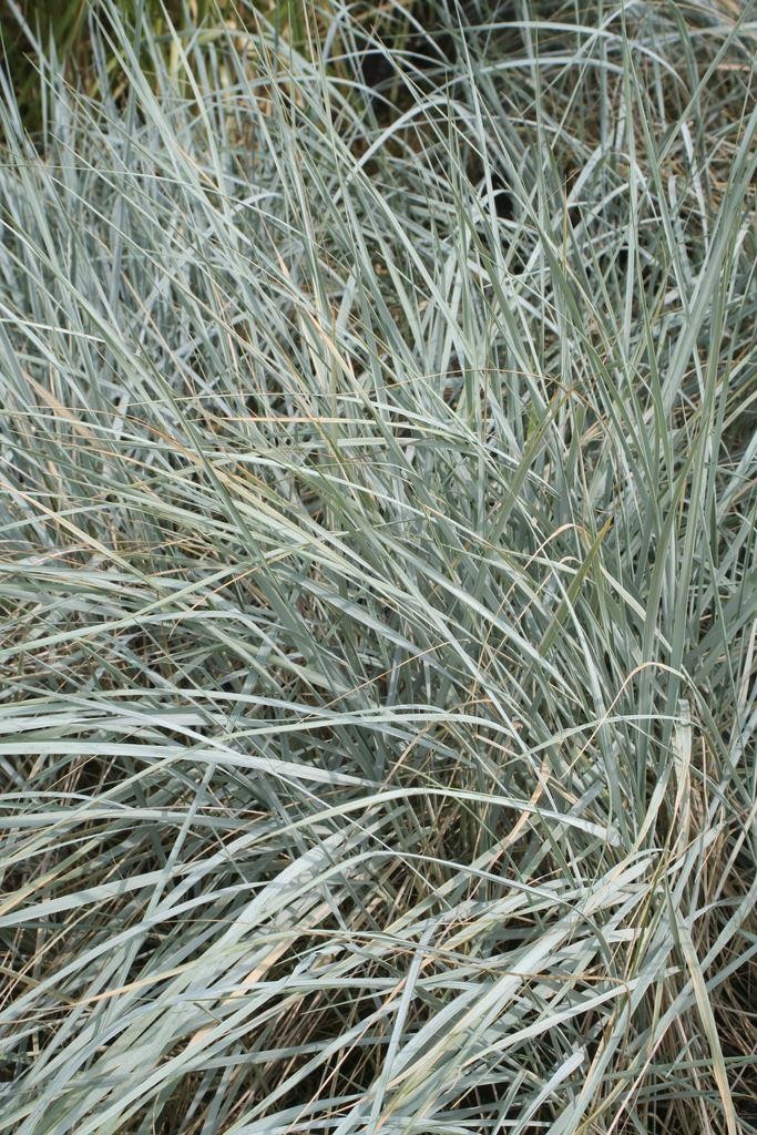 Elymus magellanicus